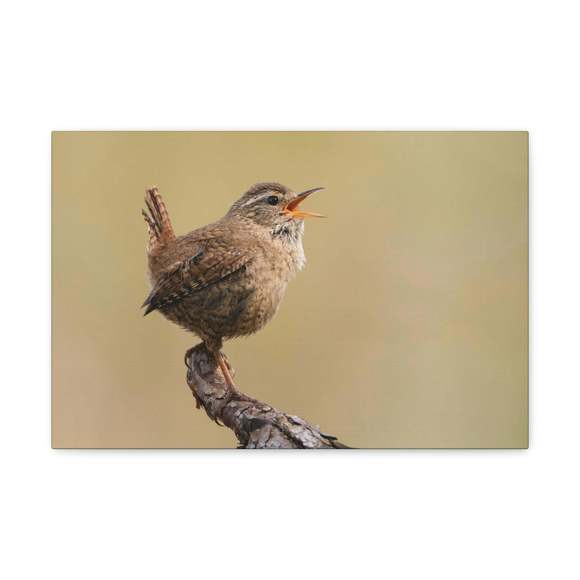Express Your Love Gifts | Art | Funny Wren Silly Wren Scene Outside ...